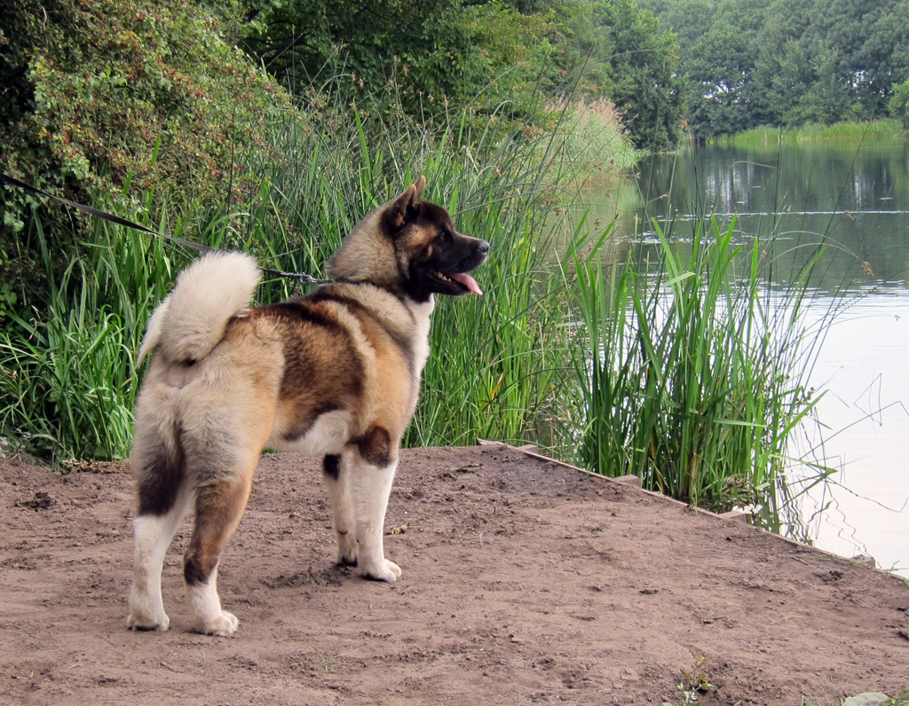 Cheveyo American Akitas - CHAYTAN