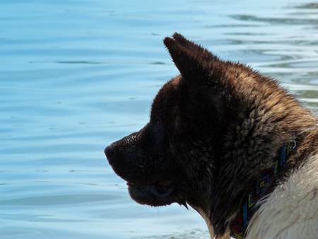 Cheveyo American Akitas - RAYVEN